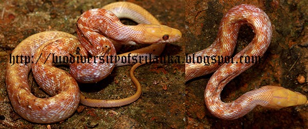 Biodiversity of Sri Lanka: කටකළුවා/මුදුහබරා[Katakaluva/Muduhabara ...
