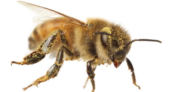 Las abejas, una inspiración para las tareas de limpieza - Periódico ...