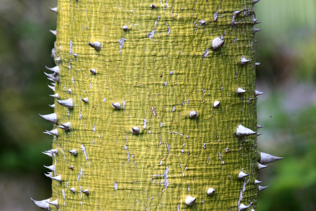 A photo, A thought............: Observation: Incredible bark patterns