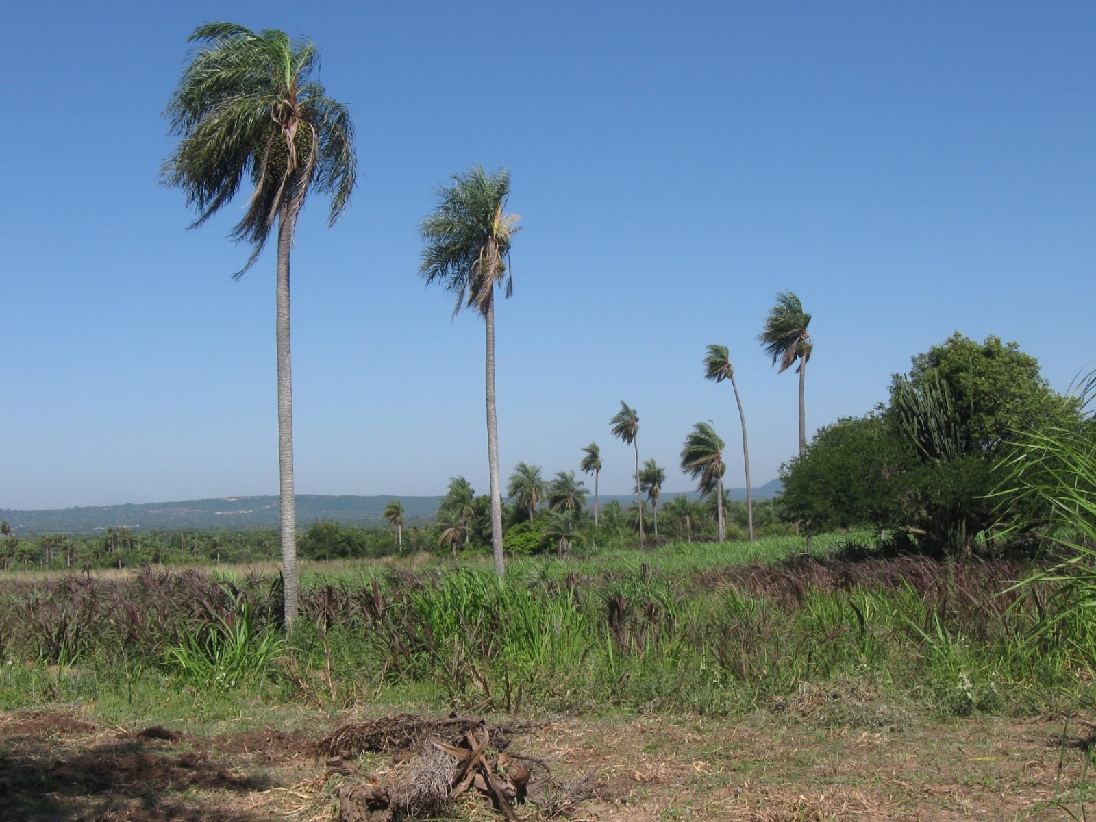 November in Paraguay - Flora und Fauna - WHITE NOISE