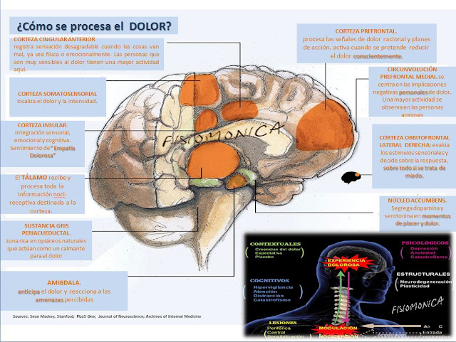 FISIOMÓNICA: ¿Cómo se procesa el Dolor?