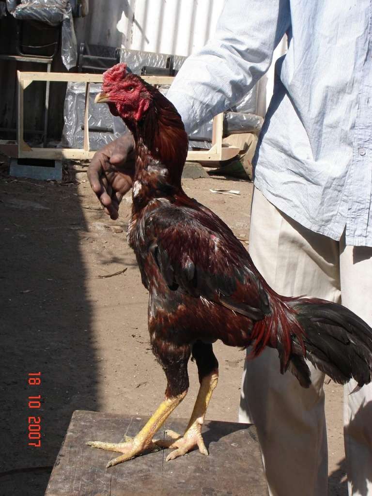 KING GHAZI: Indian Asil