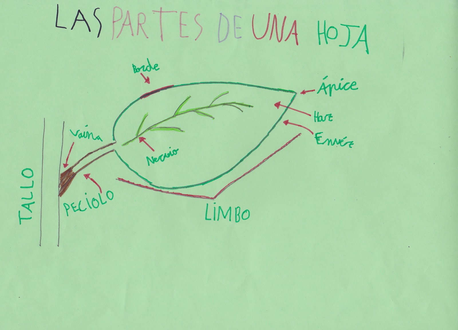 Partes De Una Hoja