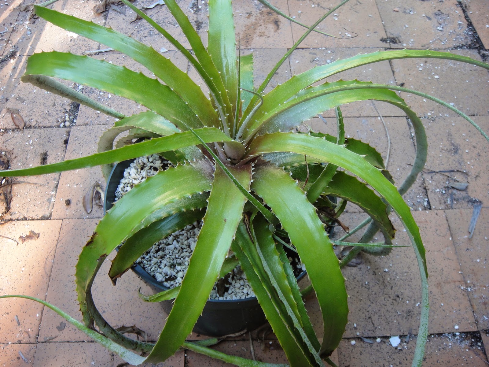 Succulent Bromeliads and others : A word about Hechtia's