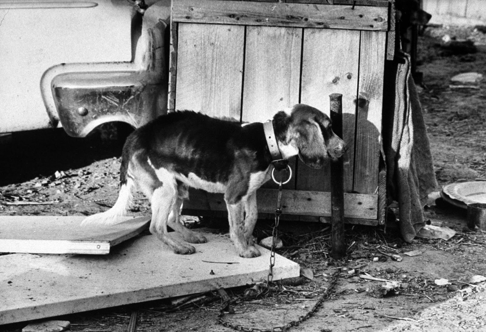 Concentration Camps for Dogs in 1966 ~ Vintage Everyday