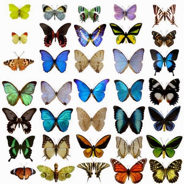 ANIMALES DEL MUNDO : LA MARIPOSA