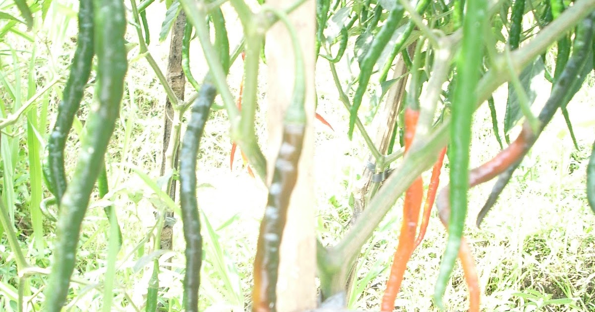 Aneka Jenis Hama Dan Penyakit Tanaman Cabe - AGROTEKNO LAB