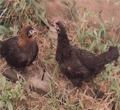 THE NIGERIAN INDIGENOUS CHICKEN BREEDS: FACTS ABOUT NIGERIAN CHICKEN BREEDS