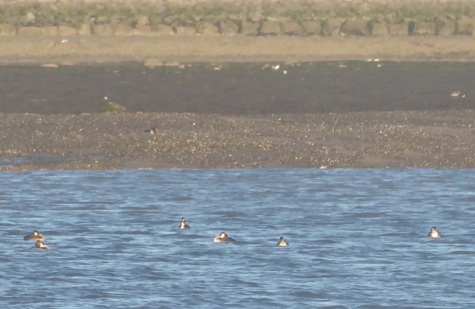 Heysham Bird Observatory: GCG conundrum