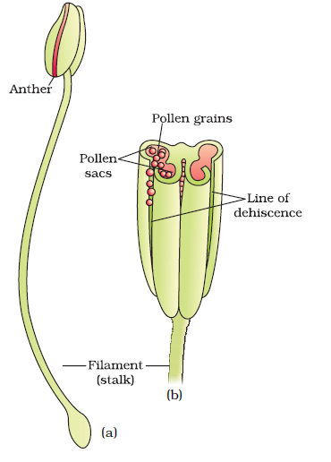Biology notes for class 12