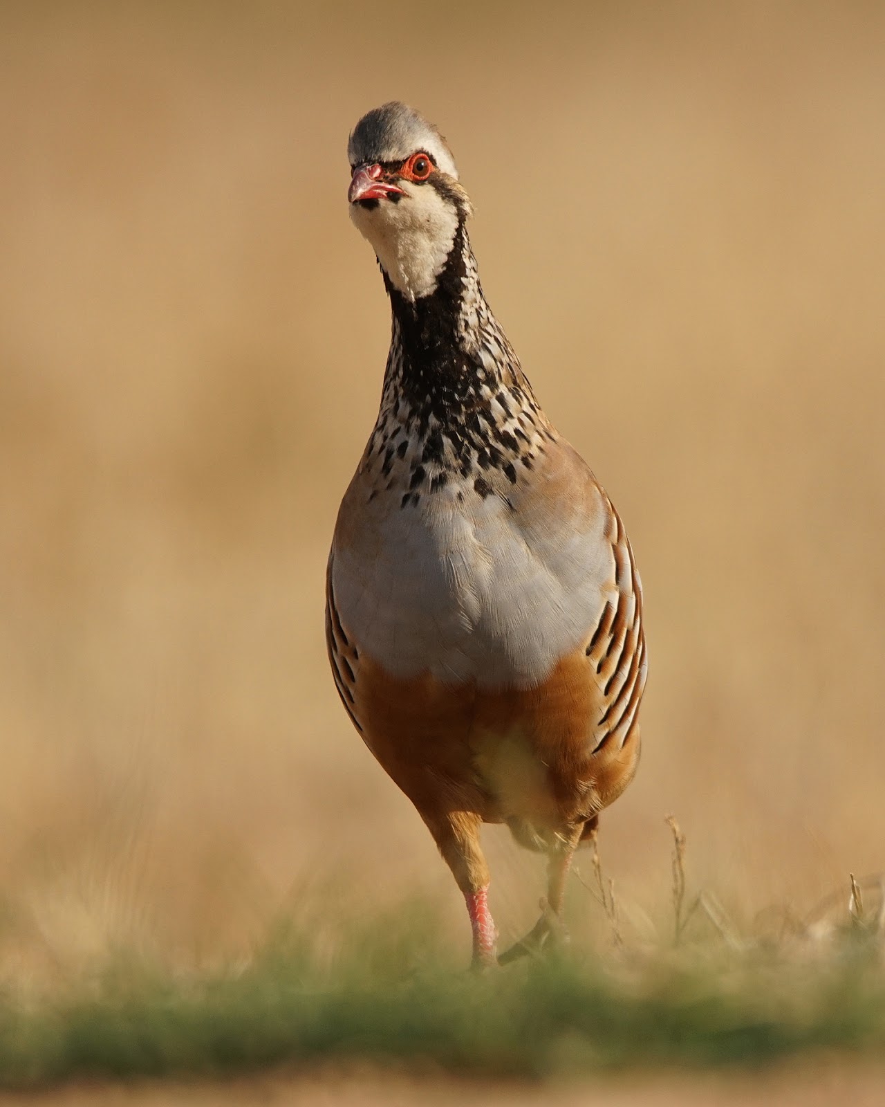 Pasión por las aves: Perdiz roja,(Alectoris rufa)