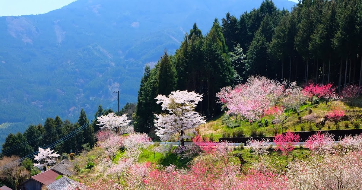 Spring: The king of seasons in Bangladesh - The Wolion Blogs