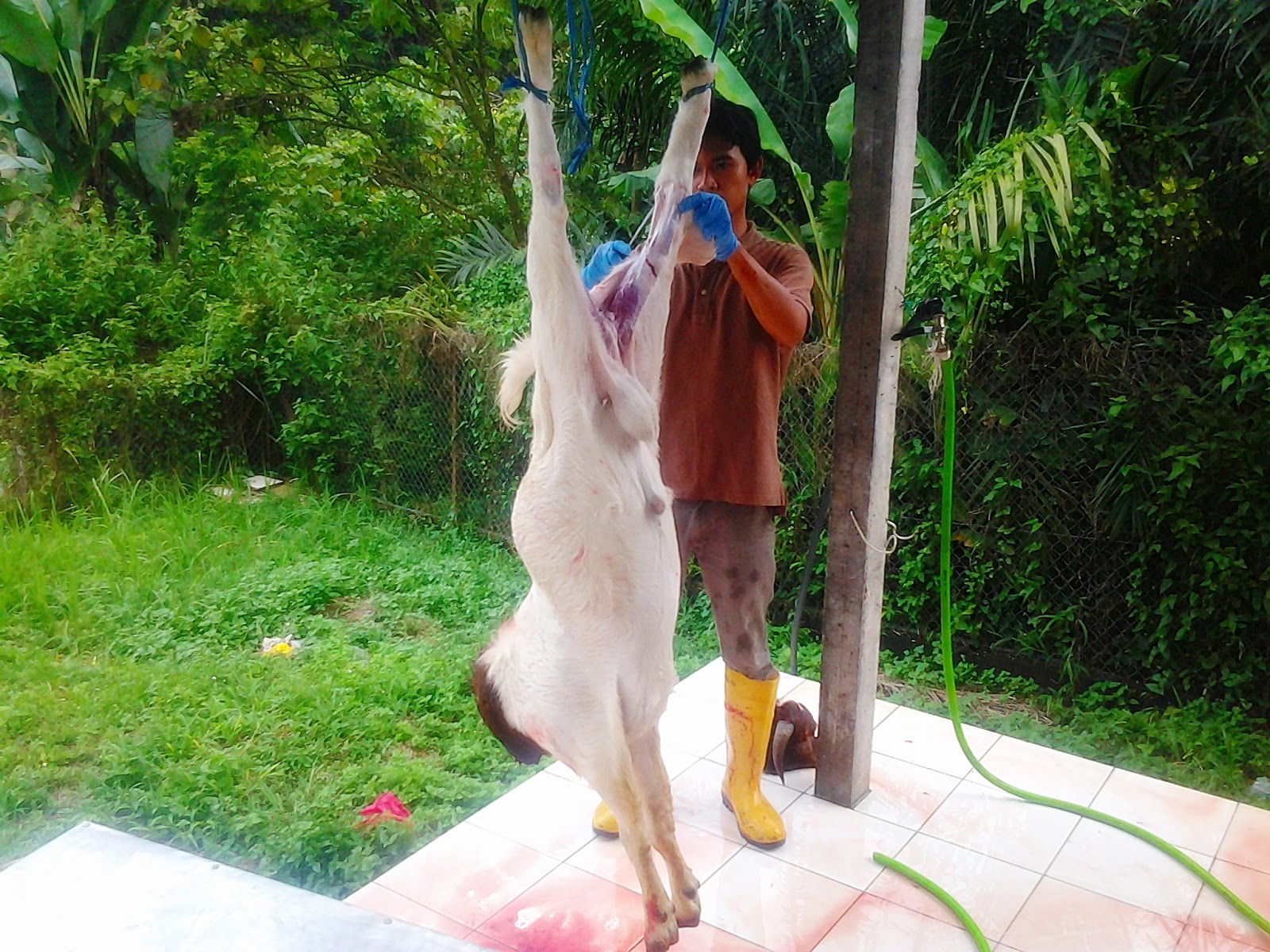 Kambing Golek Panggang Bakar..: Kambing BOER