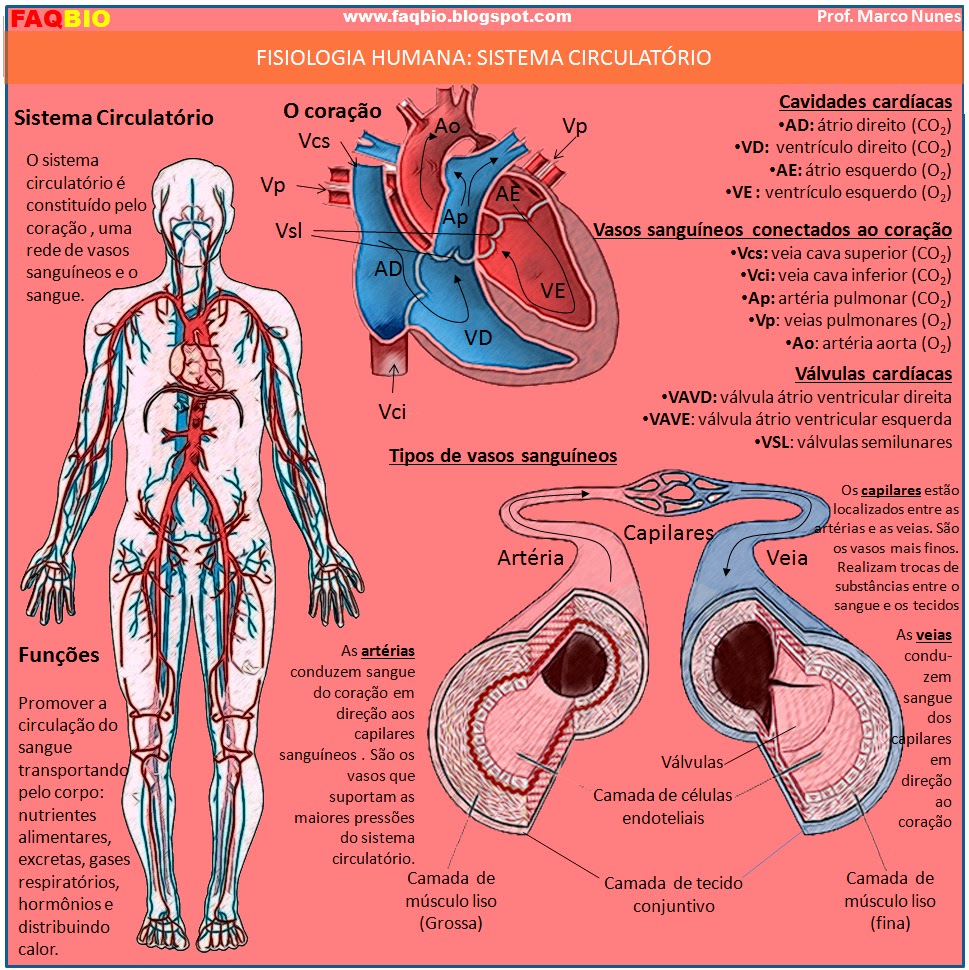 FAQBIO - Apoio ao Estudo de Biologia: Ficha resumo de fisiologia humana ...