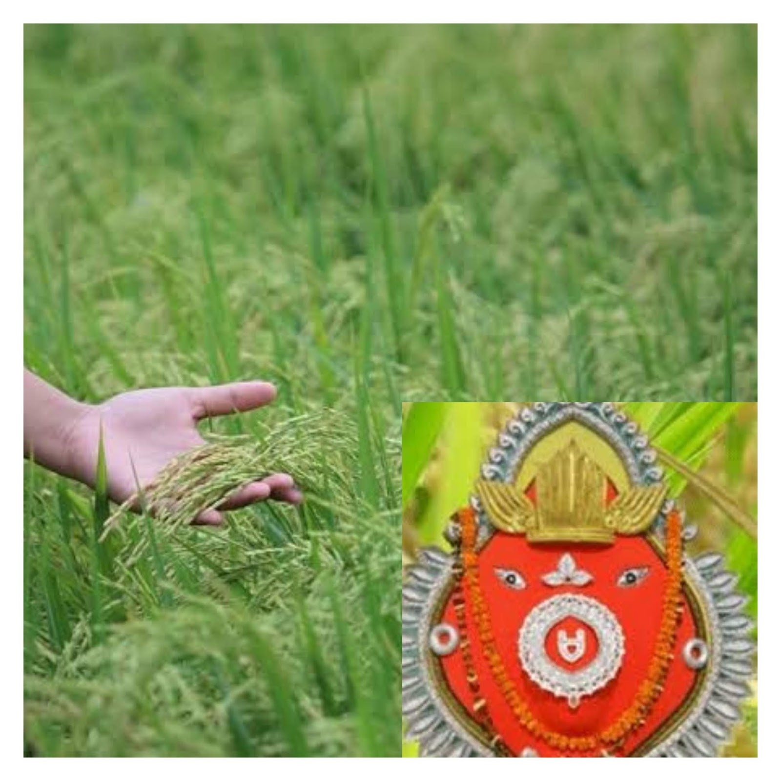 All about the green district Koraput