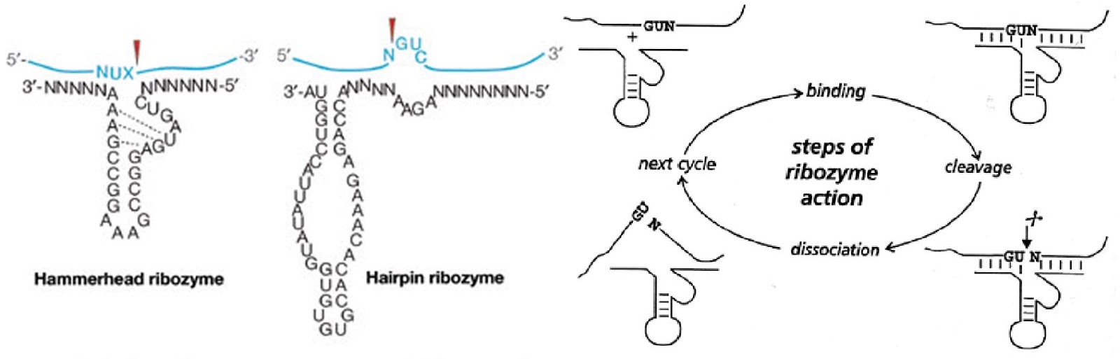 As Many Exceptions As Rules: RNA Takes First Place