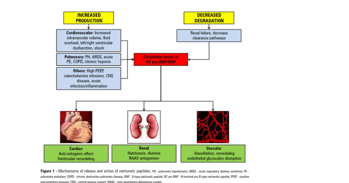 Pedi cardiology: BNP_NT-ProBNP_Elevation_Causes_Sepsis