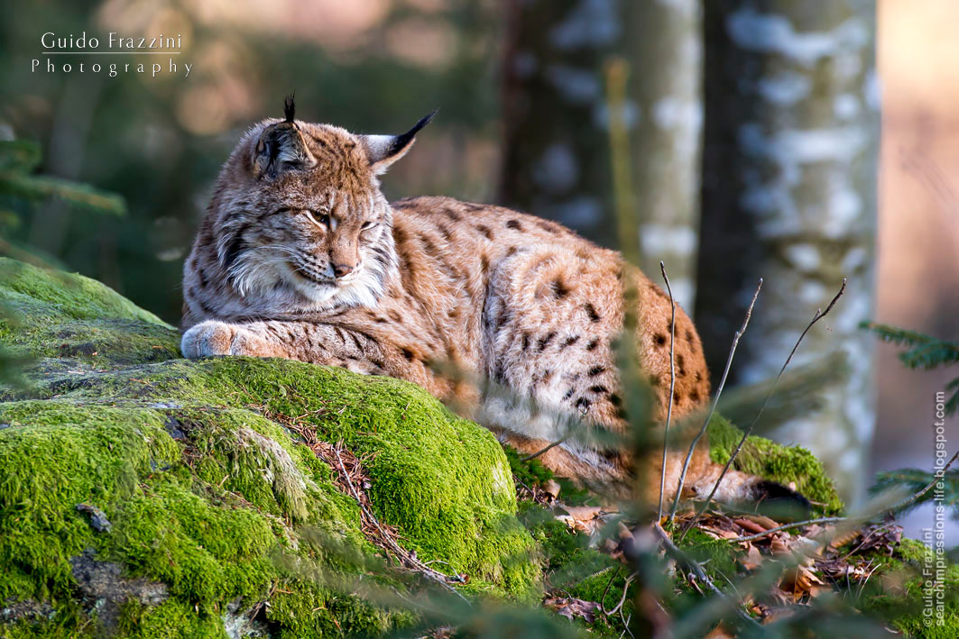 SEARCHING IMPRESSIONS OF LIFE: The European Lynx