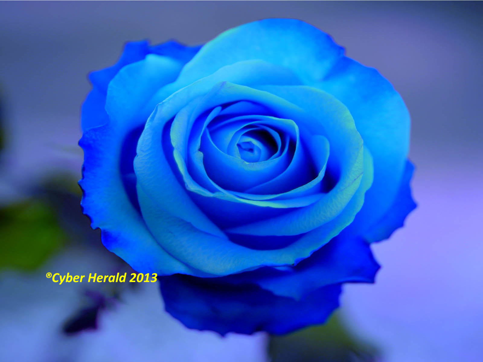 Cyber Herald: Rose: Symbolism of its Colors and Numbers