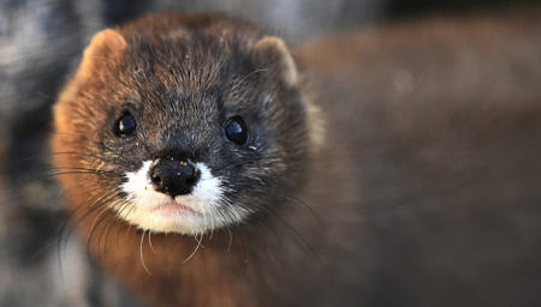 Tu blog de animales en peligro de extincion: Visón europeo ...