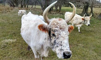 Tom's Britain: Meet the Chillingham Cattle