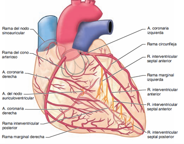 Sistema cardiovascular: Irrigación e Inervación