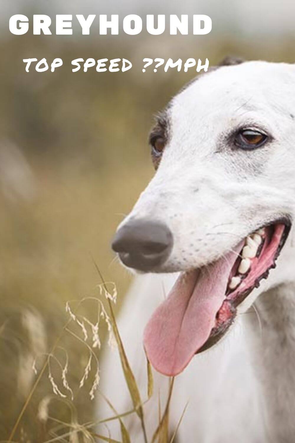 Top 10 Fastest Dogs In The World