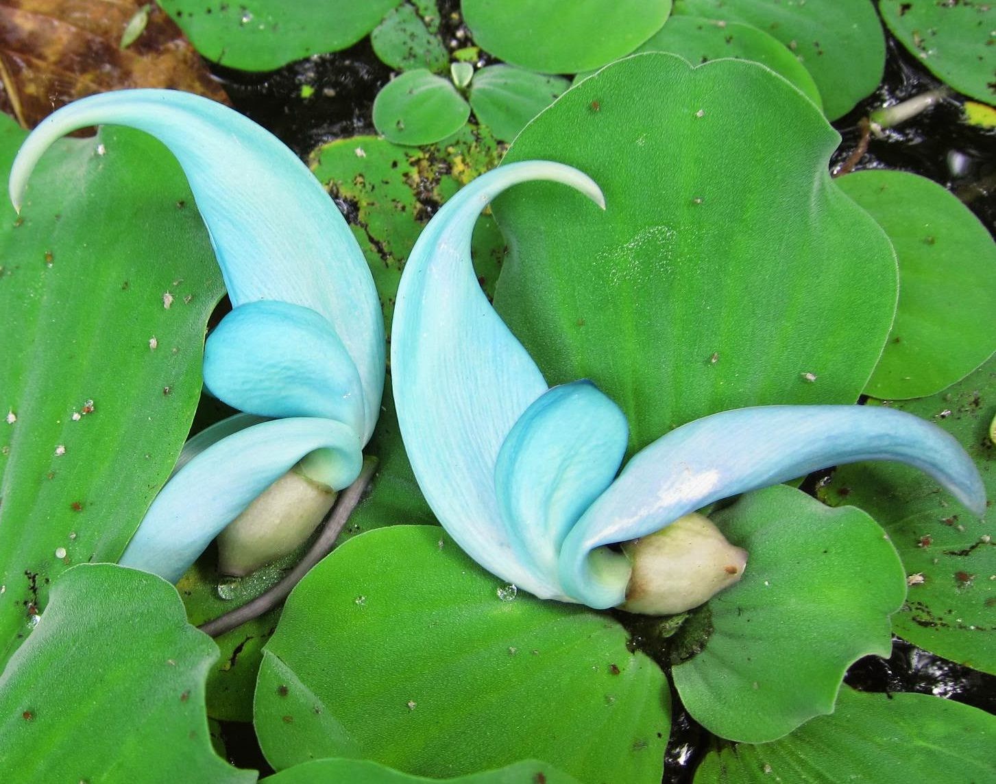 TREKERO: KI BATHALA GARDENS: Your Home in the Jungle