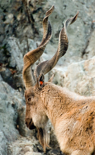 Species Spotlight: Endangered Species: The Markhor