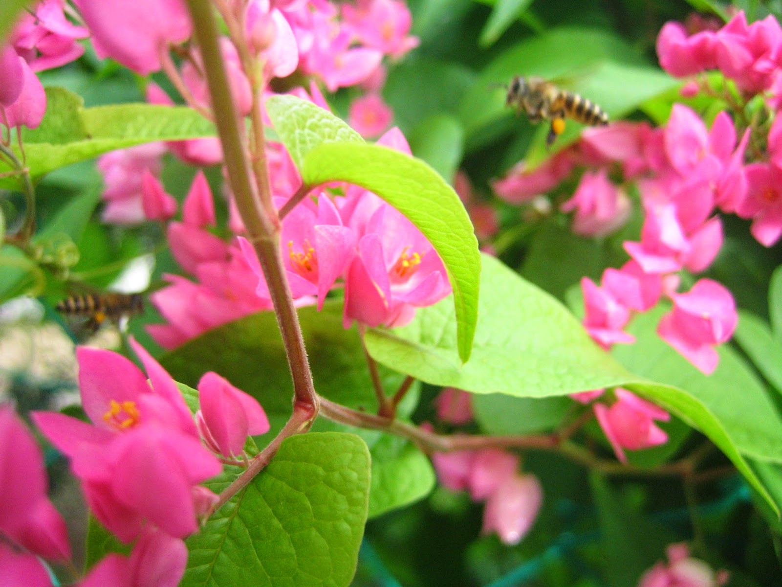 My AGRI LOG: PEMERHATIAN MENGENAI BUNGA-BUNGA YANG DIMINATI OLEH LEBAH ...