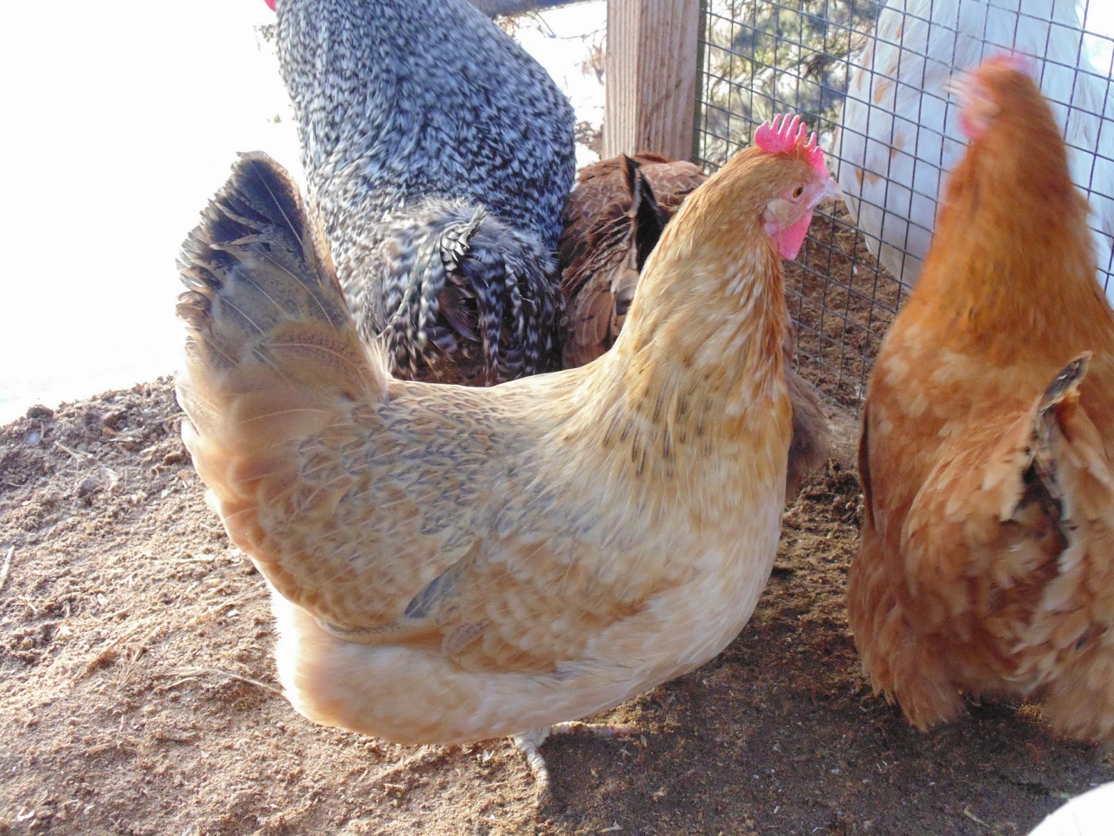 Croft 2A: Red Scot Dumpies