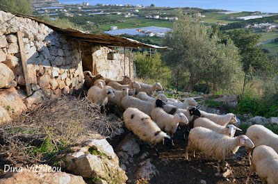 ΛΑΪΚΗ ΠΑΡΑΔΟΣΗ: Τό μαντρί , ή στρούγκα καί ή κόρδα