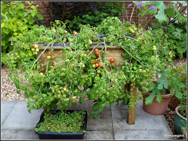 Mark's Veg Plot: A technique for growing trailing tomatoes