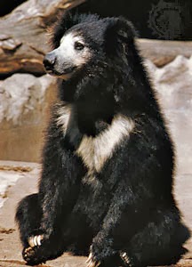 Oso bezudo (Melursus ursinus)