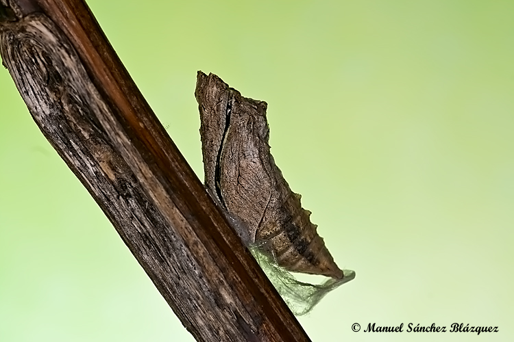 MIS FOTOGRAFIAS: CRISALIDA