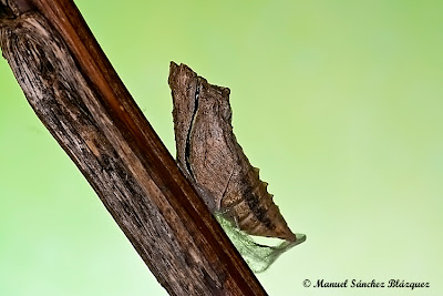 MIS FOTOGRAFIAS: CRISALIDA