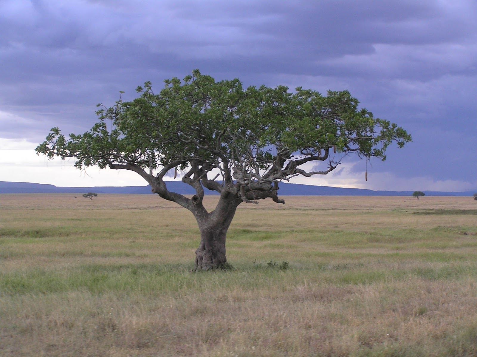 Rwanda on the Wing: Bringing the sausage tree to Agahozo