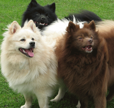 Perro Spitz - características de esta raza - · Puro Perros