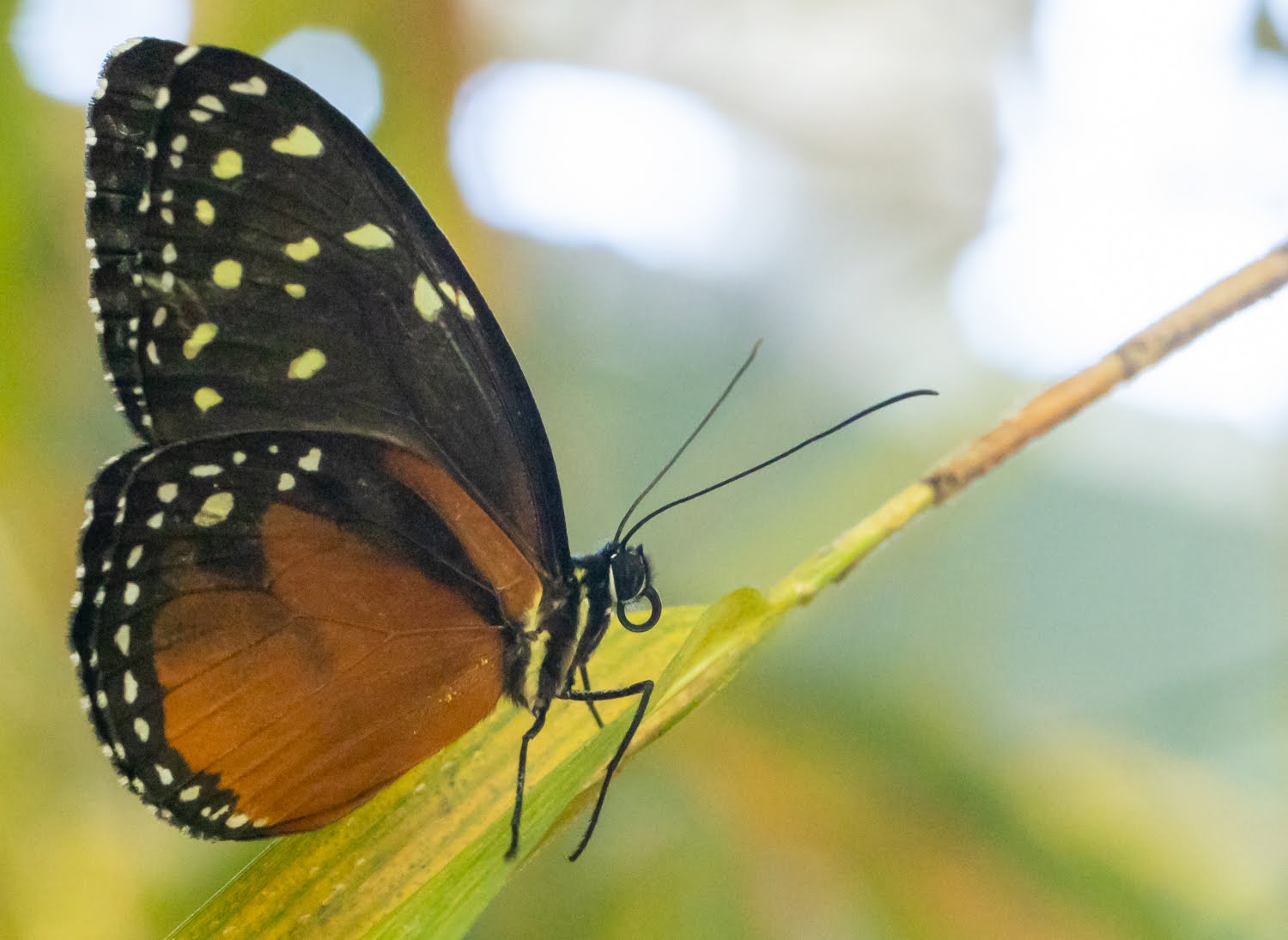 James Gordon Patterson Photography: Butterfly Wonderland Scottsdale 27 ...