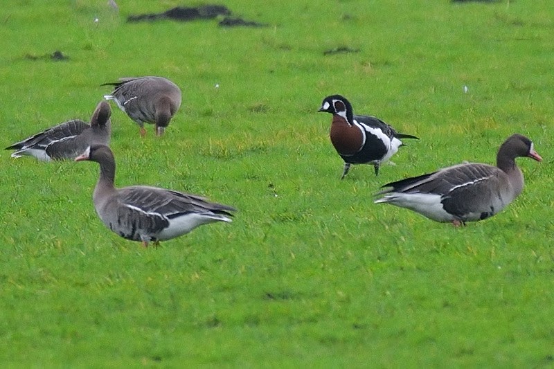 Outdoor Photography: Roodhalsgans Vockestaert