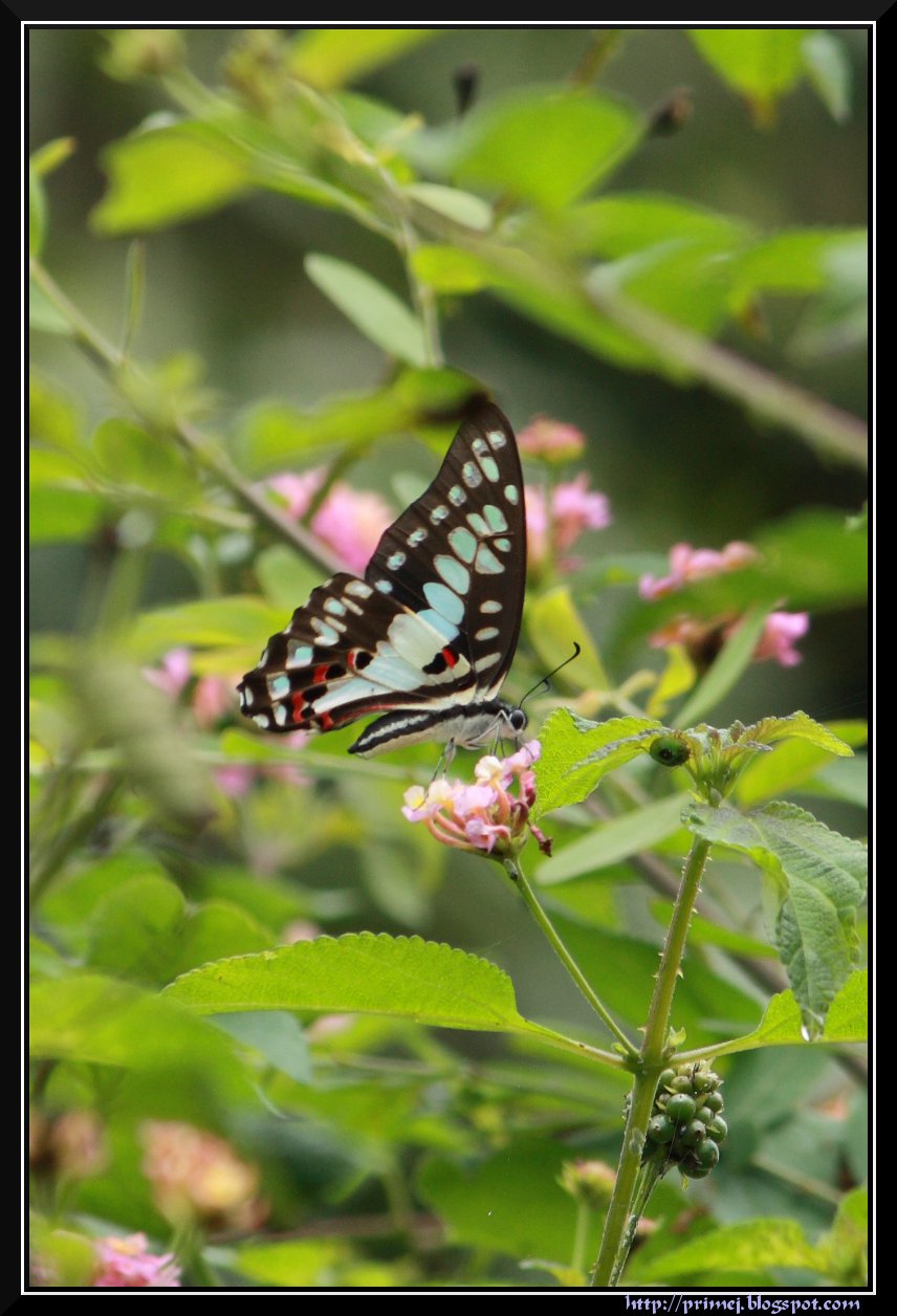 Prime Photos: July 2011