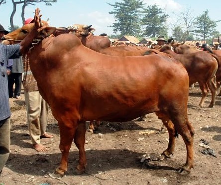 Daftar Harga Saat Ini Macam-macam Jenis Sapi Lokal Dan Sapi Impor Asal ...