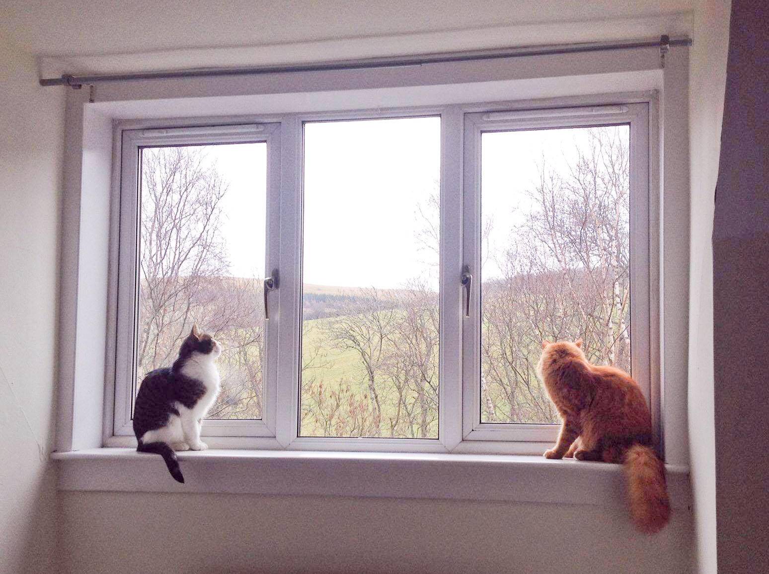 Honeycat Cookies: Wedding Favours: Cats in the Window