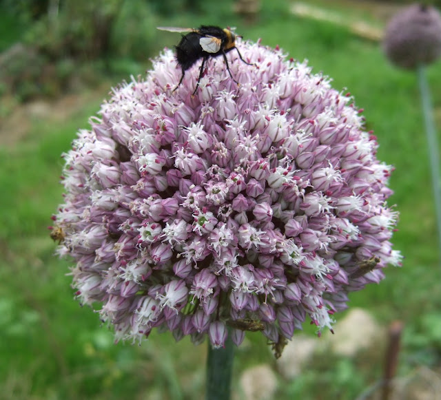 Dartmoor Ramblings: OLD FRIENDS AND WEIRD SKIES