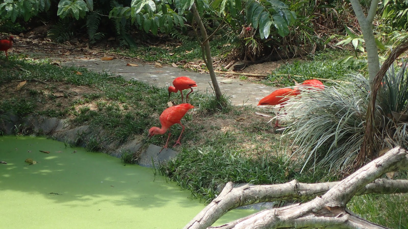 Séjour en Guyane: Le zoo de Guyane, Montsinéry, Tonnegrande et le ...