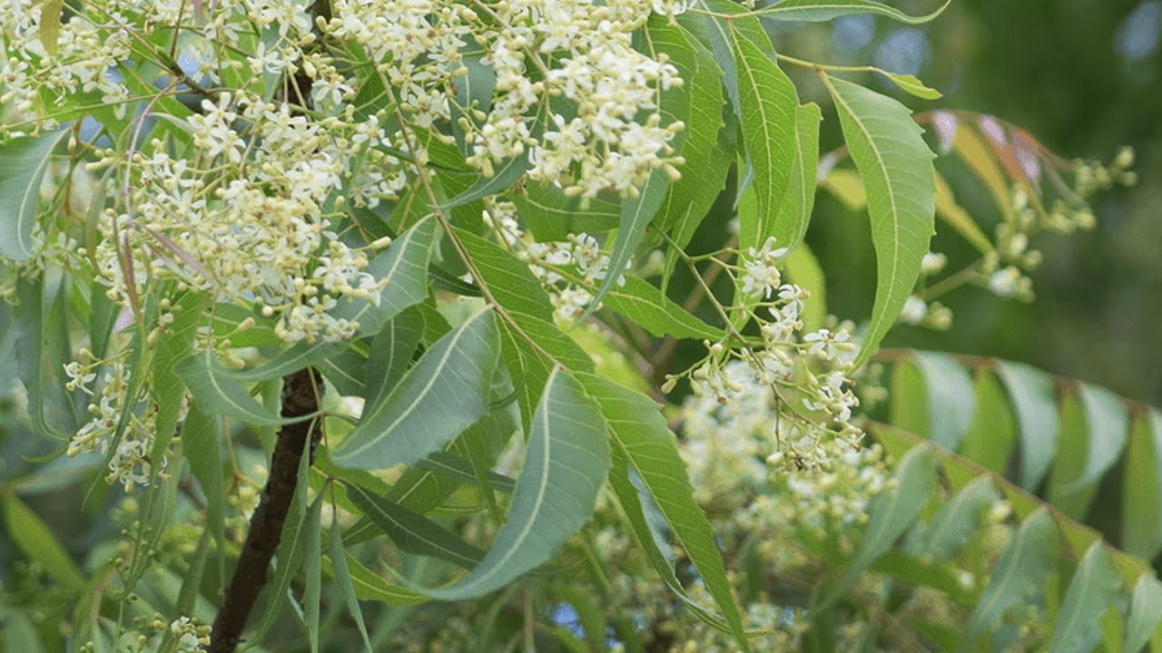 Kohomba leaves and skin health - Kohomba as a medicine to cure skin ...