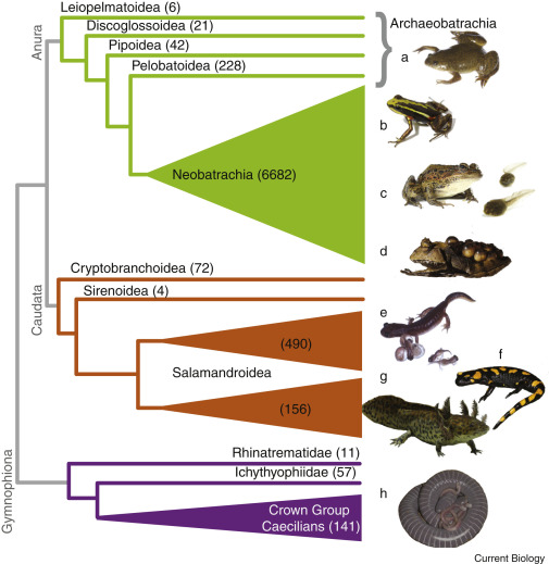 BIOLOGIA PARA A VIDA : CLASSE ANFÍBIOS