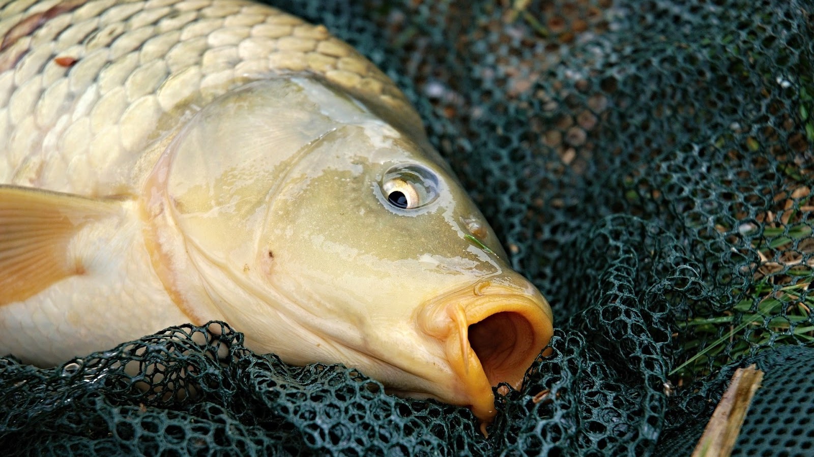Pesca de la Carpa con Lombriz de Tierra