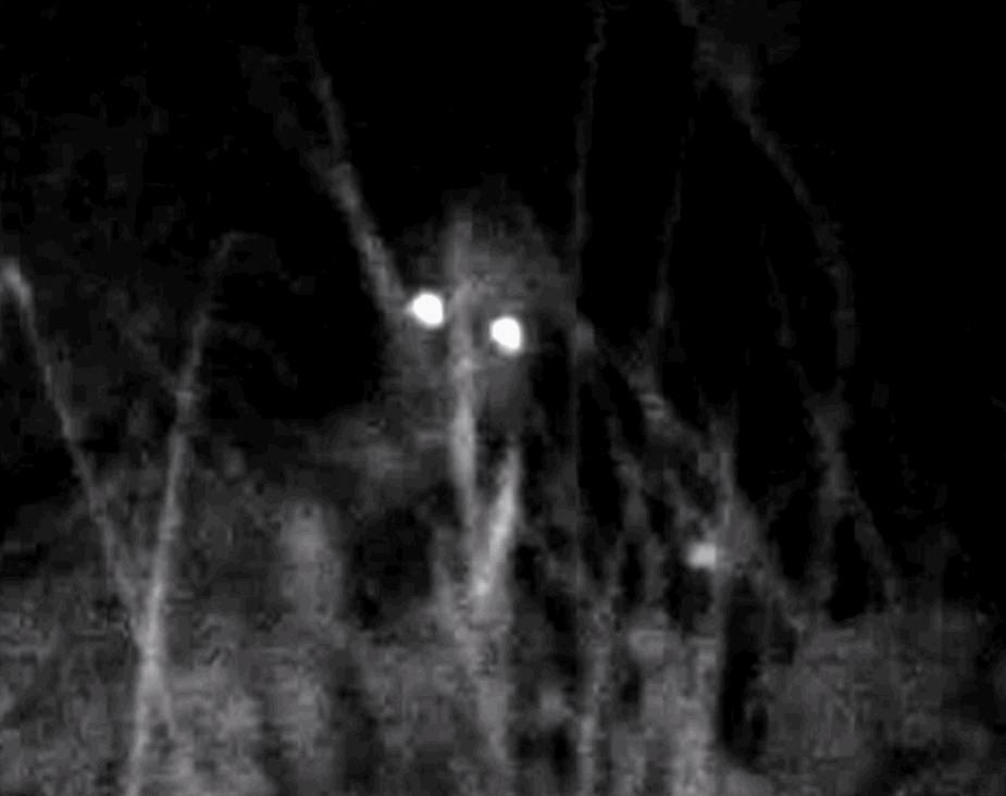 Crawler morphology : r/CrawlerSightings