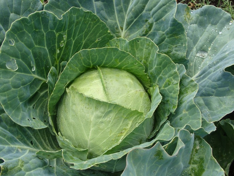 Casalegno Family Farm